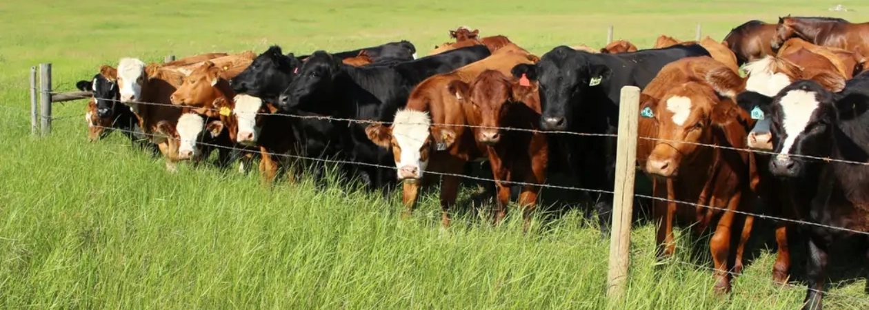Awards Of Distinction - Alberta Farm Animal Care Association (afac.ab ...